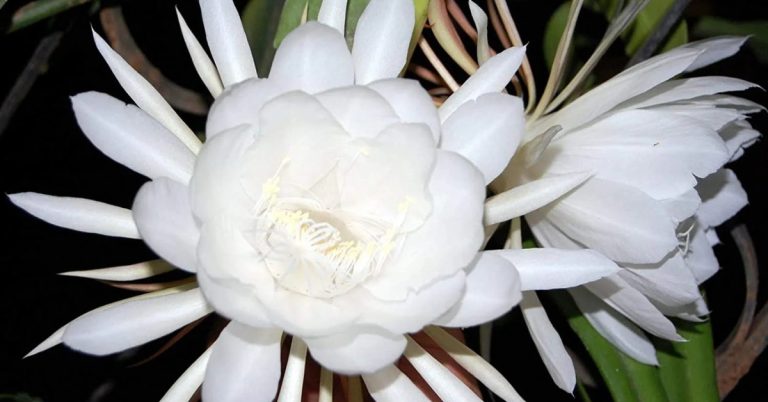 5 Monsoon Wildflowers in India That Bloom Only During the Rainy Season ...