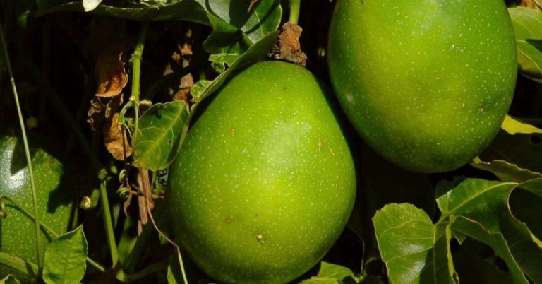 7 Monsoon Fruits in India You Should Try This Rainy Season
