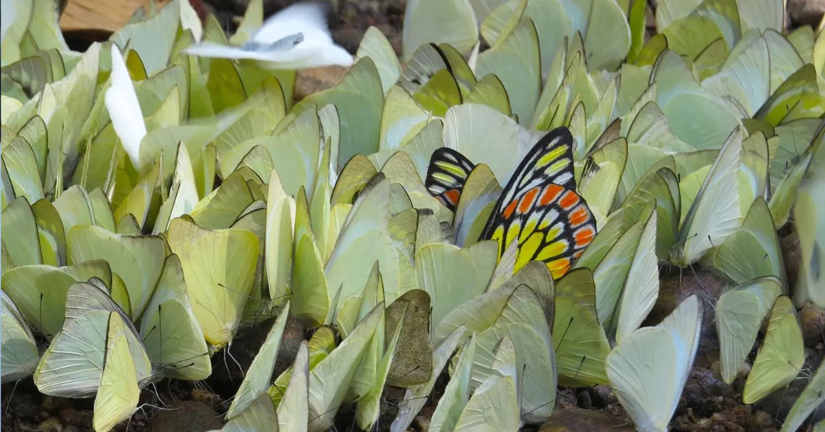 Aralam in Kerala Becomes India's First Official Butterfly Sanctuary