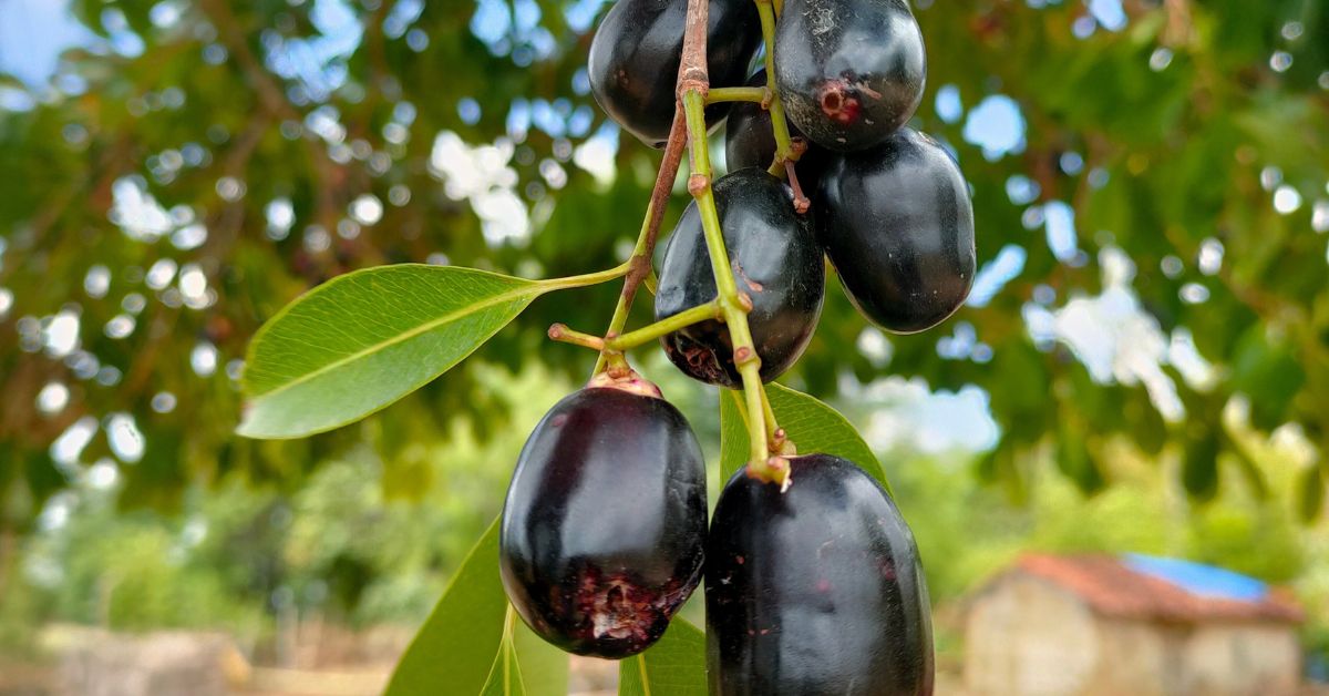 How to Grow Jamun in Monsoon: 10 Easy Steps for a Healthy, Fruit ...