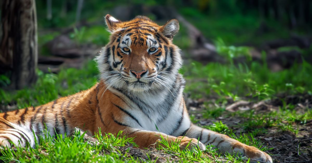 India Doubles Tiger Numbers: 3,600+ Now Roam Wild