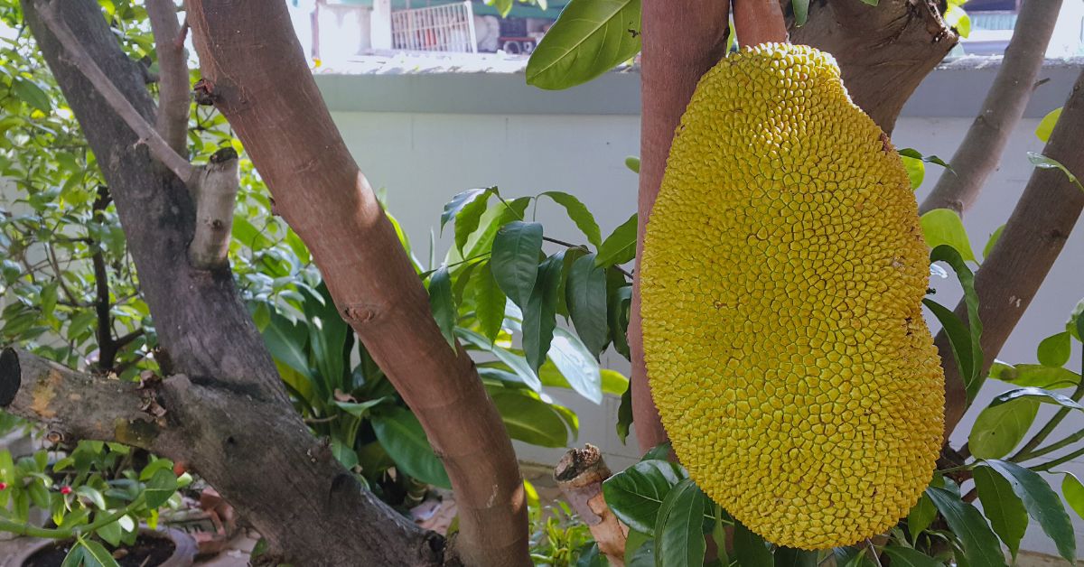 How to Grow a Jackfruit Tree At Home in 5 Easy Steps