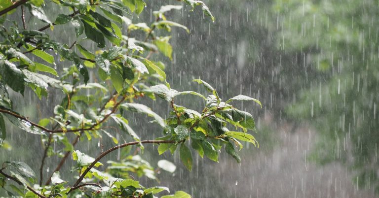 Why Rain Smells So Good: The Science of Petrichor Explained