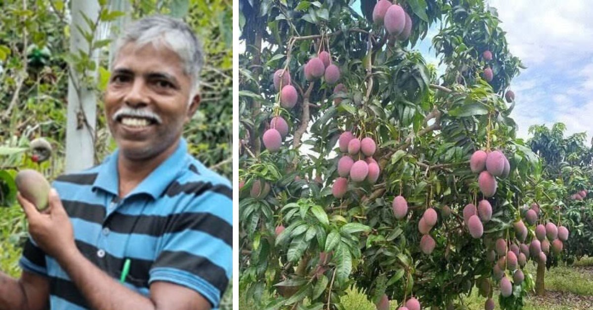 Grow the World’s Most Expensive Mango on Your Rooftop: Step-by-Step