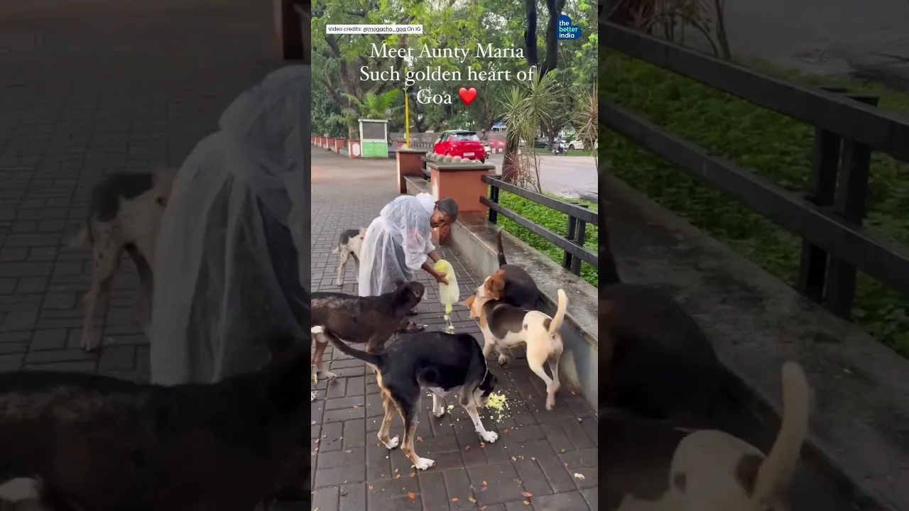 Meet Maria Aunty, who feeds over 300 stray dogs across the city every ...