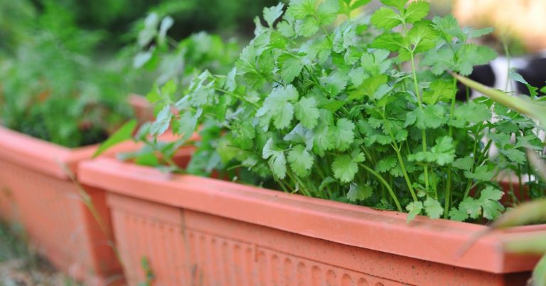 Home Gardening in Monsoon: How to Plant and Care for Coriander (Dhania)