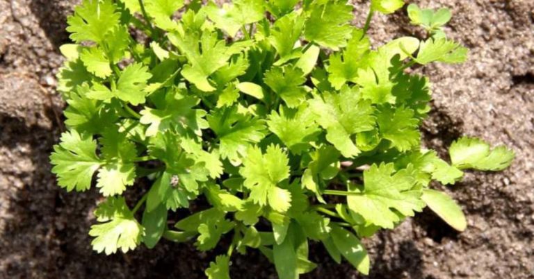 Home Gardening in Monsoon: How to Plant and Care for Coriander (Dhania)
