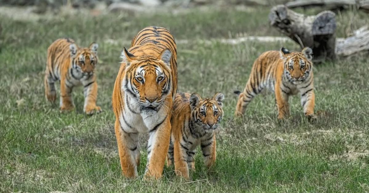 International Tiger Day: Top 5 Tigers in India