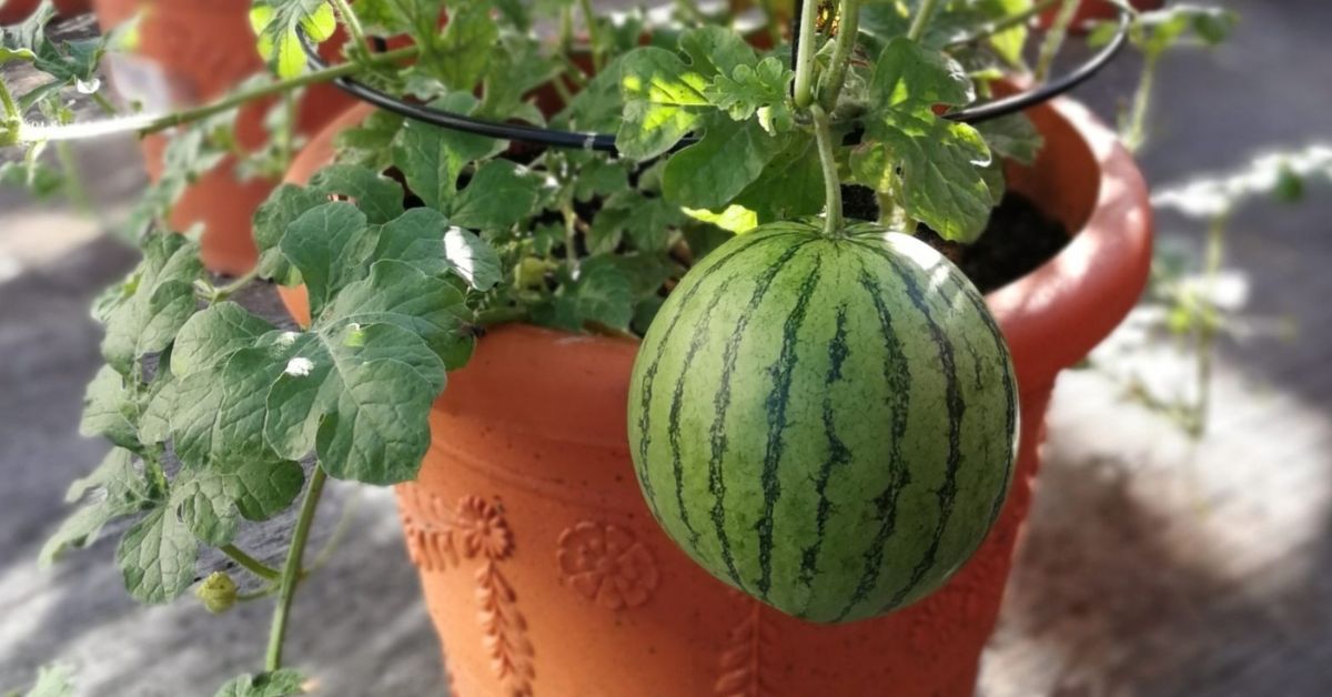 A Guide To Grow Watermelons at Home in Small Spaces