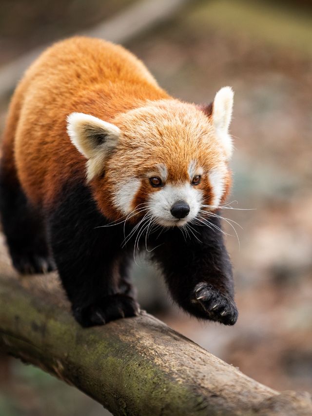 Endangered Animals in India: 5 Rare Species Beyond Tigers You Should Know