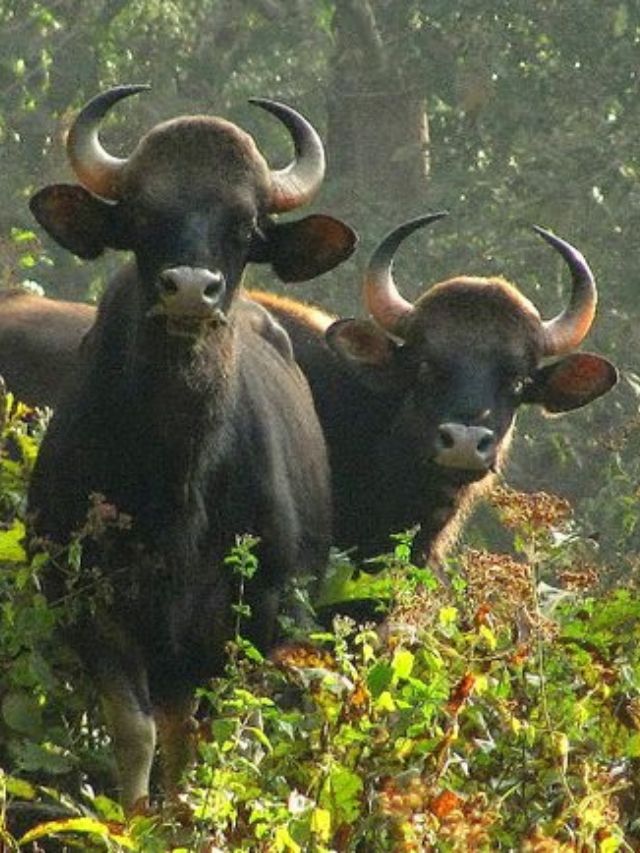 Kerala Tops the Wild List With 101 New Species