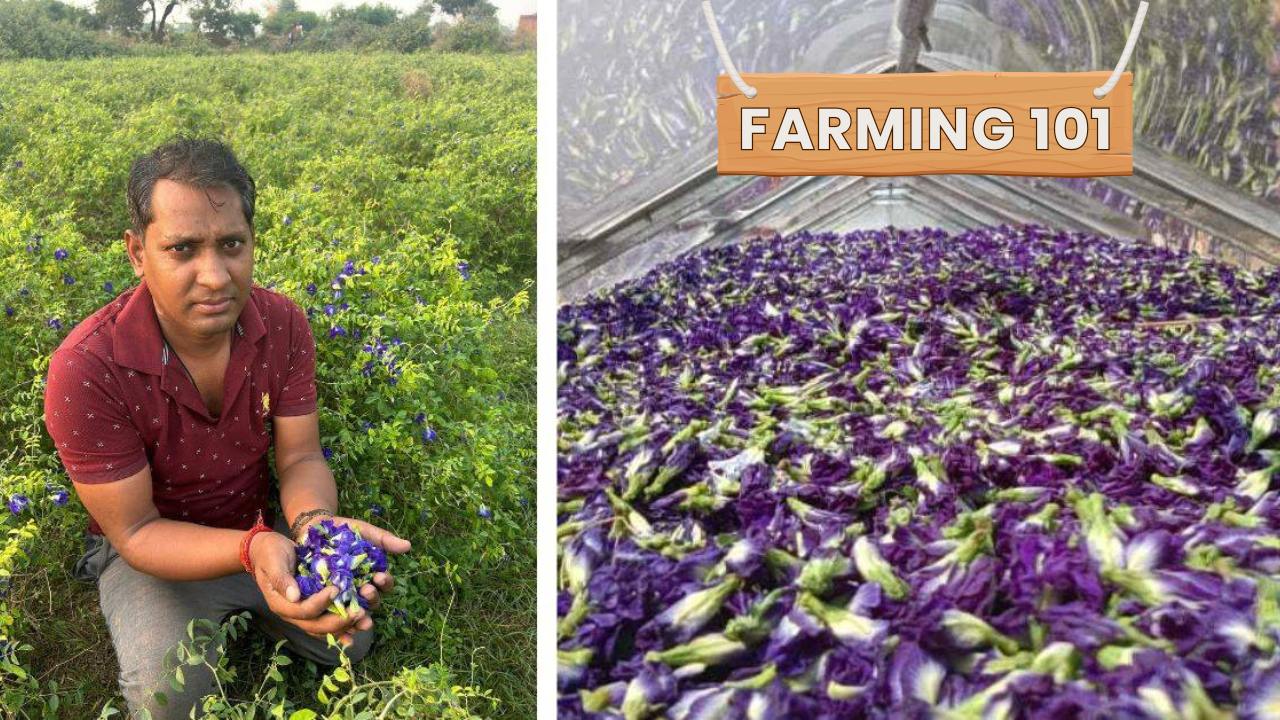 profitable farming ideas and more positive news - The Better India
