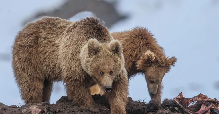 Rare Himalayan Brown Bear Cub Spotted in Kargil | Watch Viral Video