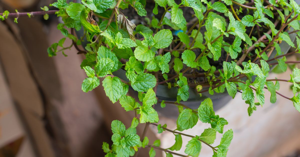 Mint Magic: Easy Tips to Cultivate a Chutney Favourite at Home