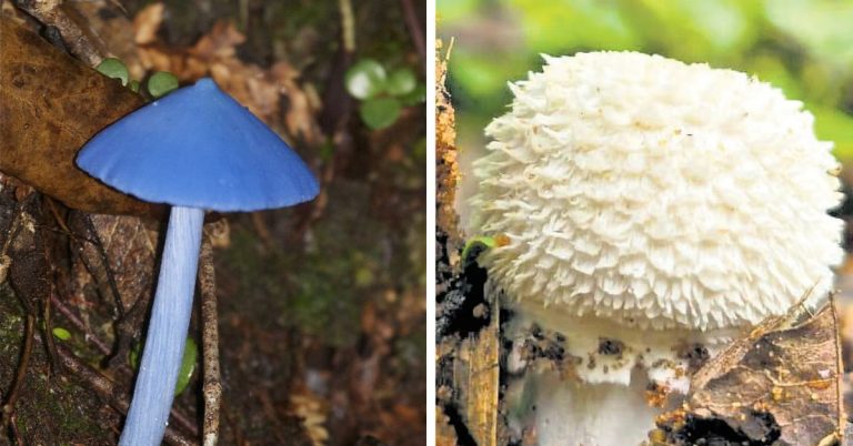Rare Mushrooms Spotted for the First Time in Telangana, Hinting at ...